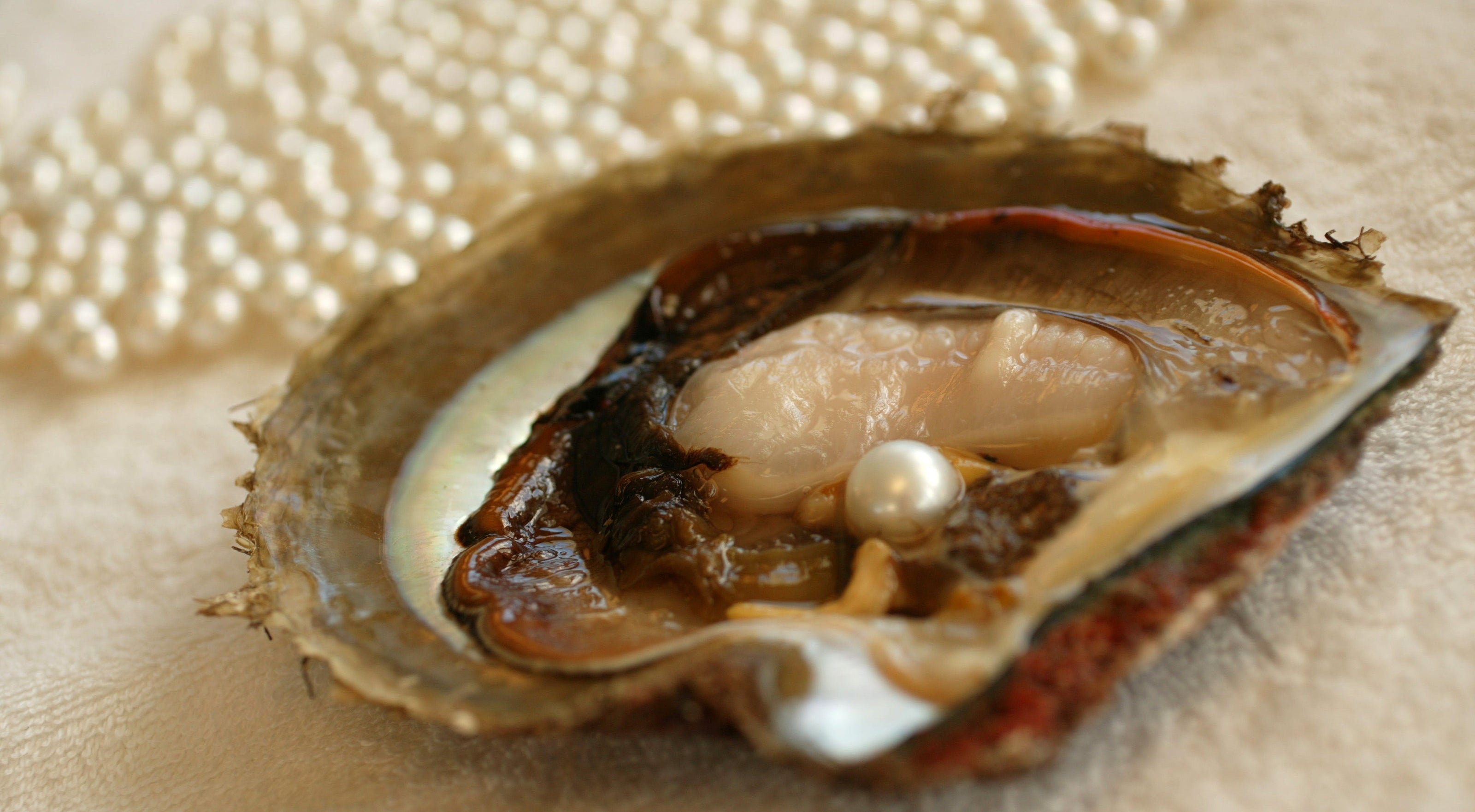 What is a South Sea pearl? – Autore Pearls